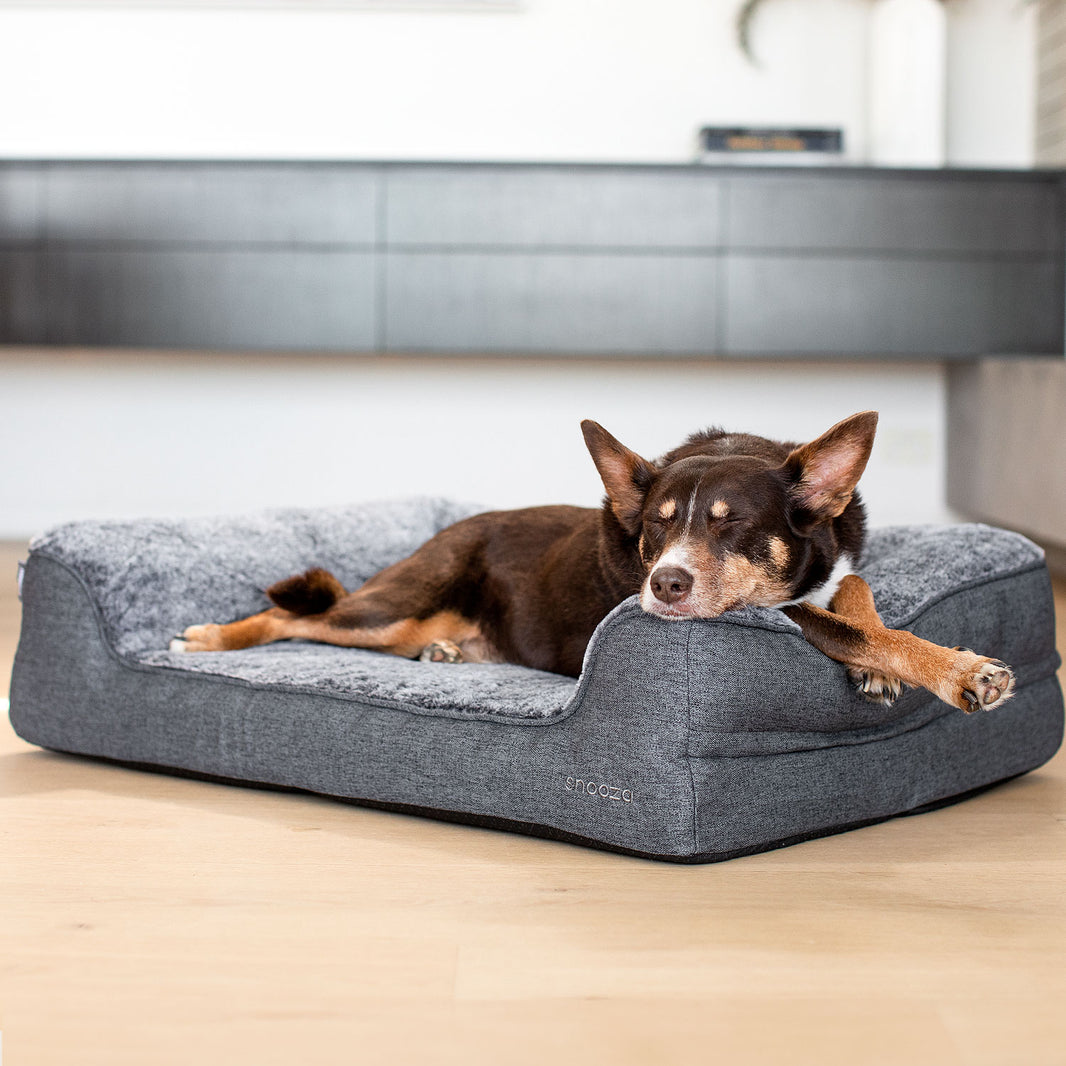 Dog Sofa Beds & Couches from Snooza Australia