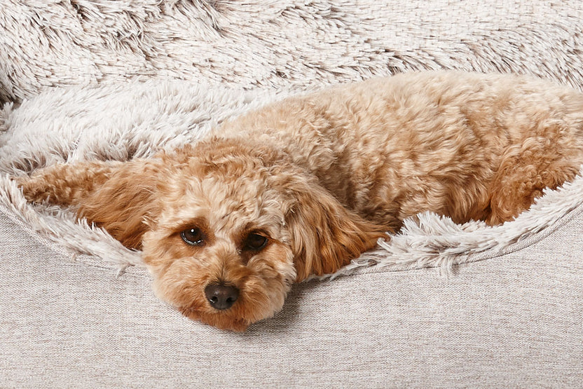 Calming Deep Sleeper Dog Bed | Buy Direct from Snooza Dog Beds