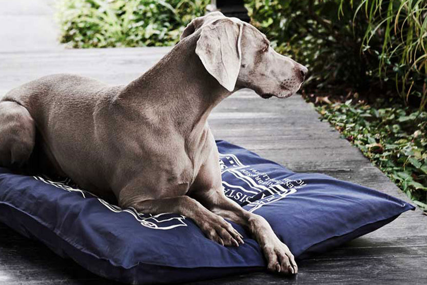 Organic Pet Futon Dog Bed | Cool in Summer Warm in Winter