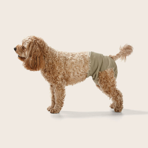 Washable Dog Nappy - Twin Pack for Female Dogs | Buy Direct at Snnoza