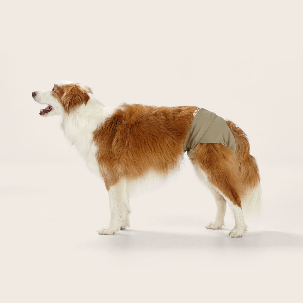 Washable Dog Nappy - Twin Pack for Female Dogs | Buy Direct at Snnoza