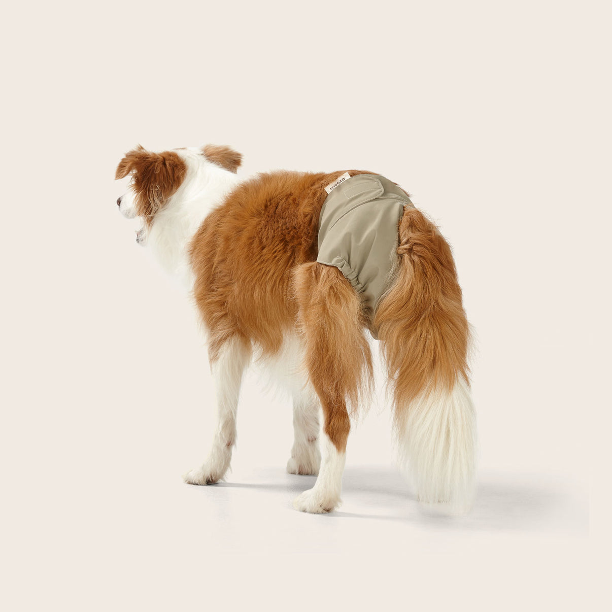 Washable Dog Nappy - Twin Pack for Female Dogs | Buy Direct at Snnoza