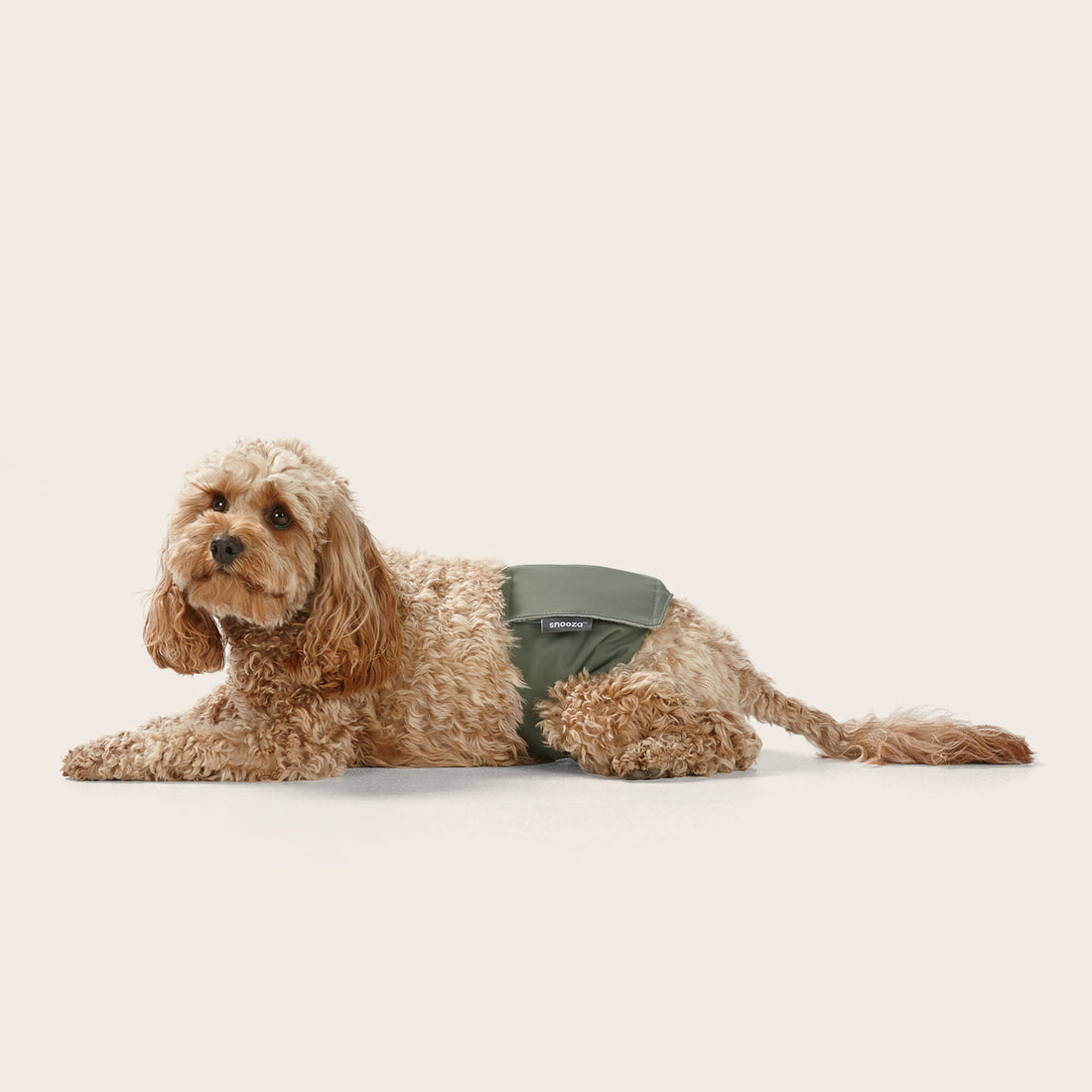Washable Dog Nappy Band - Twin Pack for Male Dogs | Buy Direct